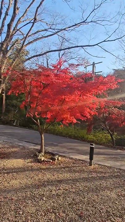 이쁘다 단풍 빨간 Youtube