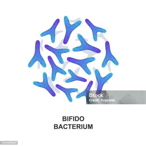 비피도박테리움 프로바이오틱 박테리아 인간의 건강을위한 좋은 박테리아와 미생물 벡터 일러스트 레이 션 비피더스균에 대한 스톡 벡터 아트 및 기타 이미지 Istock