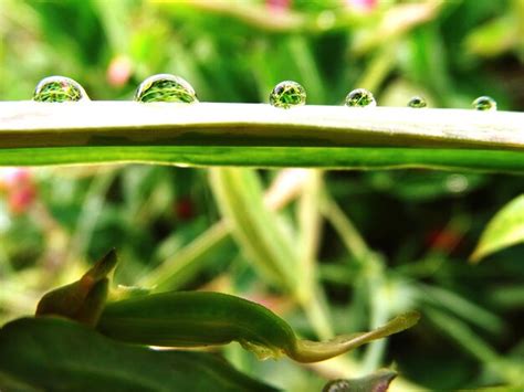 Premium Photo Close Up Of Wet Plant