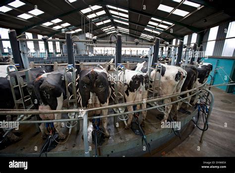 Holstein Dairy Cows Being Milked In A Rotary Milking Parlour On A
