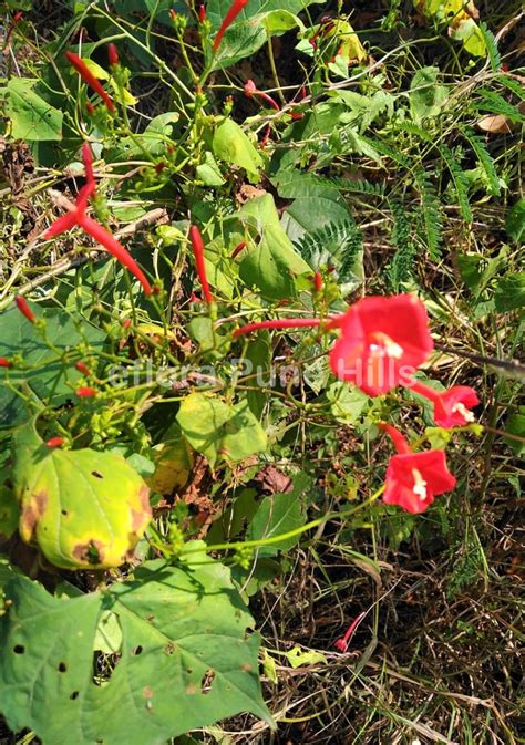 Ipomoea Hederifolia L Welcome To Eflora Of Pune Hills Maharashtra
