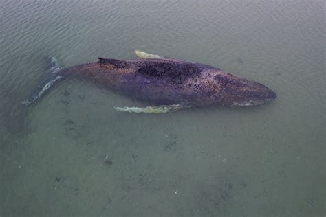 Inside The 76 Hour Rescue Effort To Save Stranded Humpback Whale Give 0