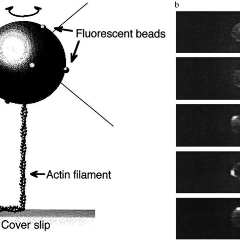 Measurement Of The Rotational Brownian Motion Of The Bead And Its Actin
