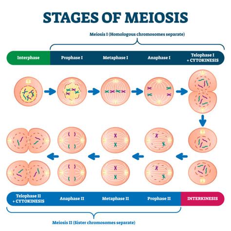 Mitosis Meiosis Illustrations Royalty Free Vector Graphics And Clip Art