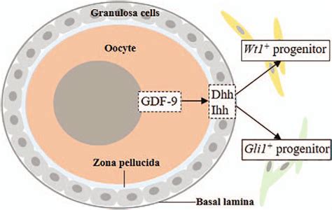 Model For The Origin Of Theca Cells Derived From Two Kinds Of