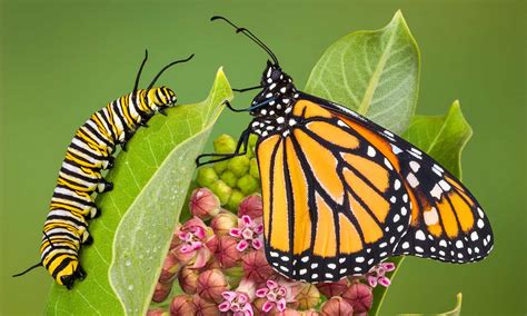 State Butterfly List