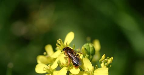 Surprising Diversity Of Insect Pollinators Supported By Native Plants · Plant And Food Research
