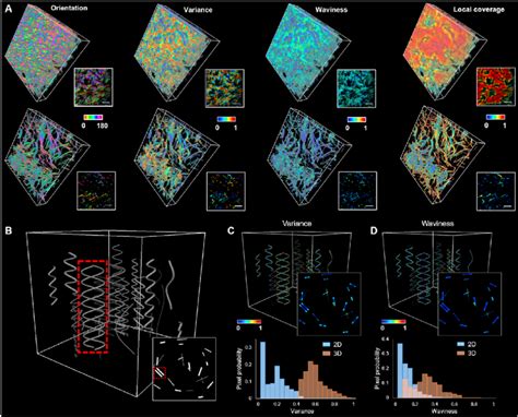 Schematic Of 3d Mfm Analysis For Collagen And Elastin Fibers A Download Scientific Diagram