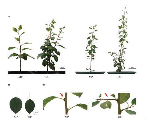 Phenotypes Of The Wild Type Op And Mutant Mp A Plant Phenotype Download Scientific