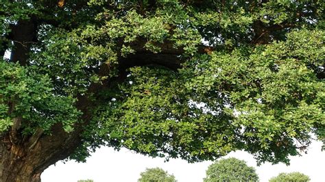 The Role Of Trees In Water Purification Simpsons Tree Service