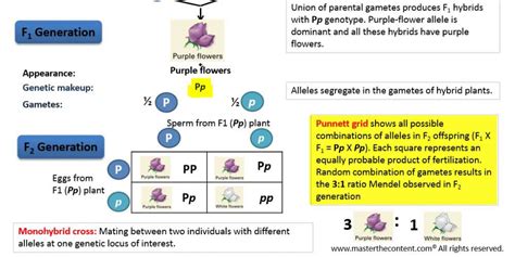 Dat Mendelian Inheritance Part 2 Monohybrid Cross Youtube