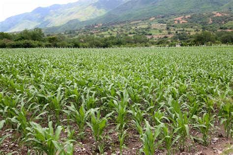 Milpa Corazón De La Soberanía Alimentaria El Sur Acapulco