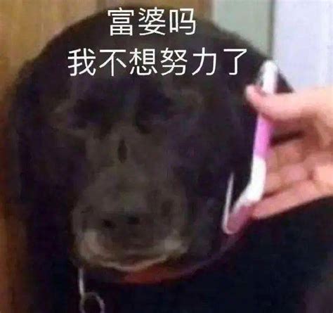 富婆通讯录阿姨我不想努力了 搜狐大视野 搜狐新闻