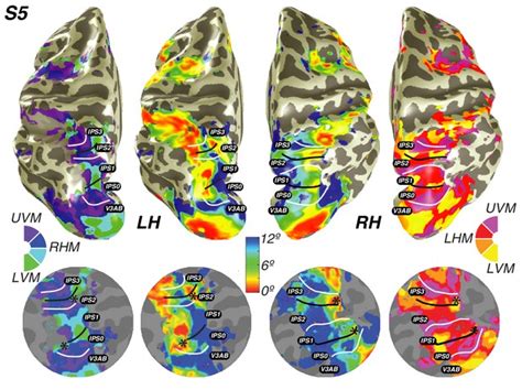 Figures And Data In Visual Field Map Clusters In Human Frontoparietal Cortex Elife