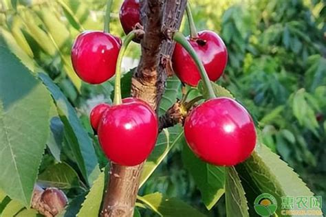 十大公认最好吃的樱桃品种 惠农网