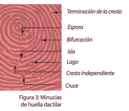 La Huella Para Acceder A Apps Del Banco ¿el Dato Biométrico Se Lo