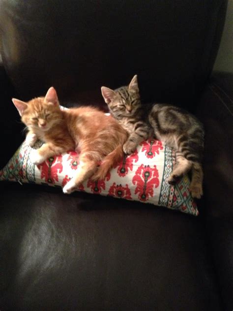 Crazy Cat Lady Why Are My Sibling Cats Always Fighting