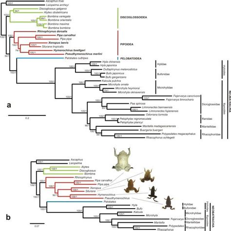 Phylogenetic Relationships Among Frogs Ml Trees Based On Concatenated