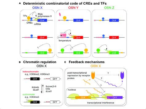 Models Of Olfactory Receptor Expression In Insects A Summary Of Download Scientific