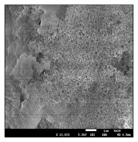fe sem image of pm 597 sio2 core shell nps download scientific diagram