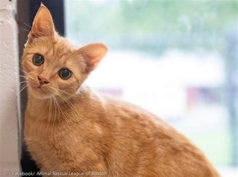 유리단지 뒤집어쓰고 돌아다닌 새끼고양이마침내 드러난 예쁜 얼굴 노트펫