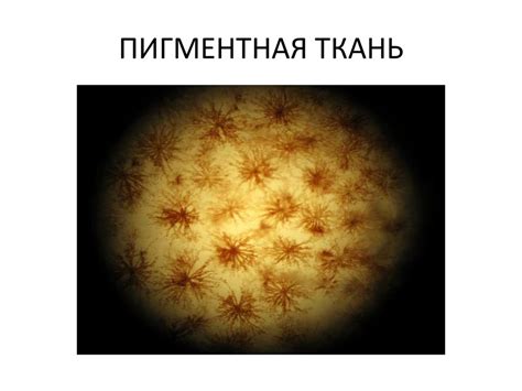 Цитология и гистология Схема плоскостей в теле человека Online Presentation