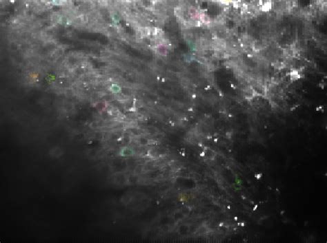 Feature Request Option To Use The Same Colormap From The Manual Segmentation In The General