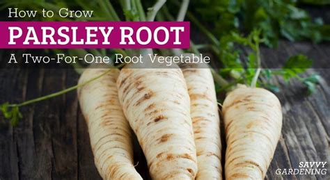 Parsley Root How To Grow This Two For One Root Vegetable