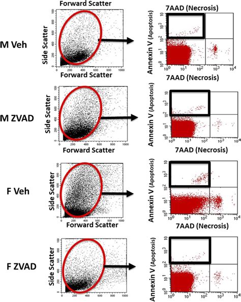 Apoptosis Was Analyzed By Flow Cytometry Shown Are Representative