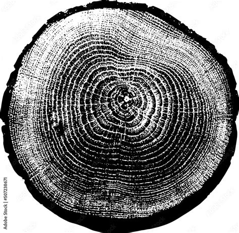 Tree Stump Texture With A Transparent Background Stock Illustration Adobe Stock