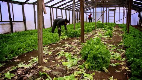 აგრო რჩევები სალათის ფოთლის სარგებელი Youtube