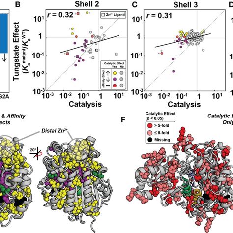 Effects Of Mutations Throughout The Pafa Structure On Tungstate Binding Download Scientific