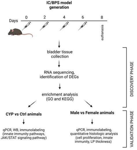Ijms Free Full Text Molecular Profiling Of Inflammatory Processes