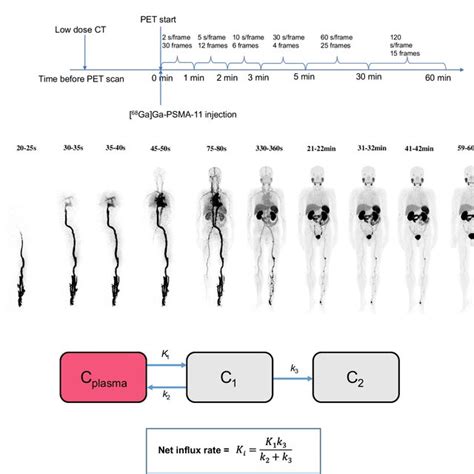Dynamic ⁶⁸ Ga Ga Psma 11 Imaging And Kinetic Modeling A Total Body Download Scientific