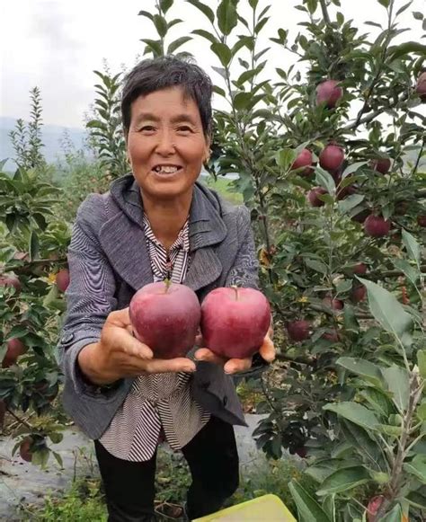 央視報導蘋果之後，等來的卻是一句「總比爛在地里強」，農民哭了 每日頭條