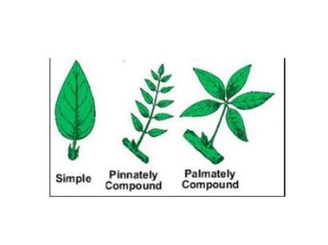 Classification Gymnosperms Pdf