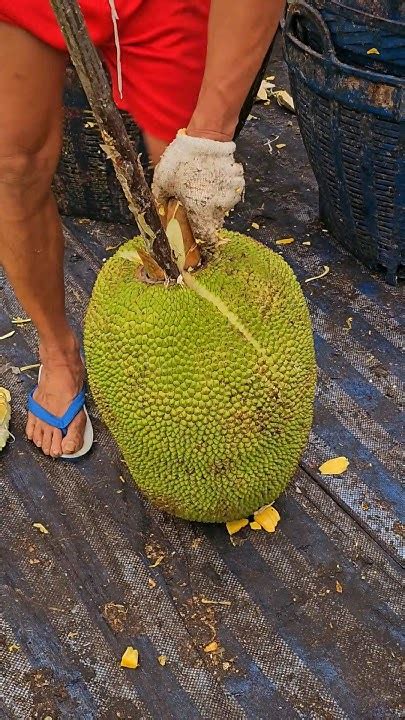 세상에서 가장 큰 열대과일 놀라운 잭프루트 과일 자르기 기술태국 길거리 음식 Shorts Youtube