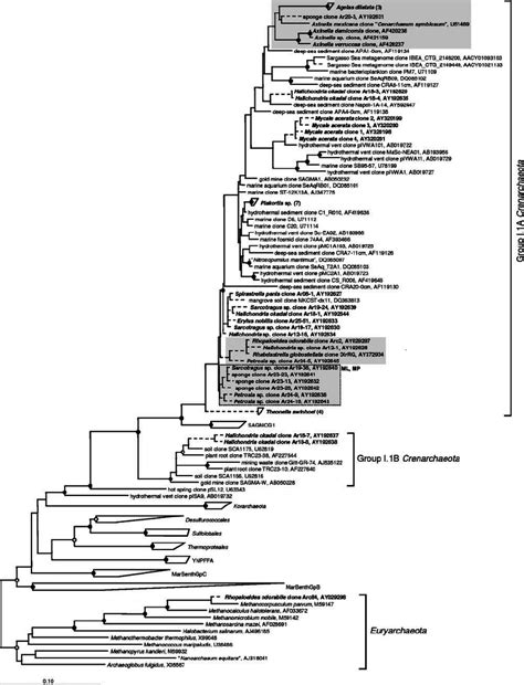 16s Rrna Based Phylogeny Of Sponge Associated Archaeal Organisms