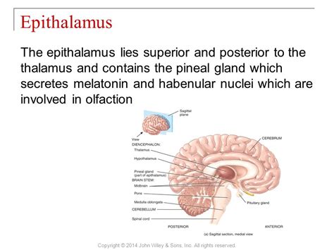Principal Parts Of The Brain Ppt Video Online Download