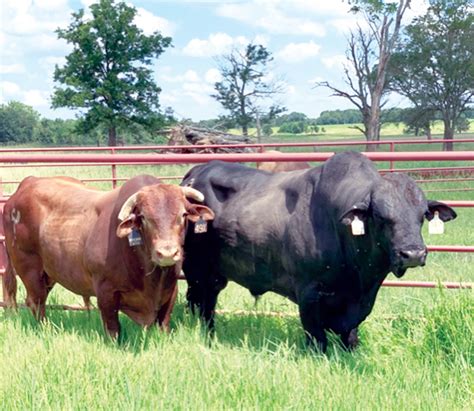 Bucking Bulls