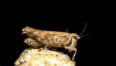 A Brown Grasshopper On A Rock Stock Image Image Of Branch Background 156473151