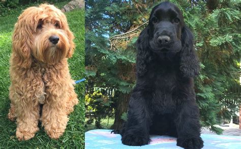 Cockapoo Vs American Cocker Spaniel Breed Comparison