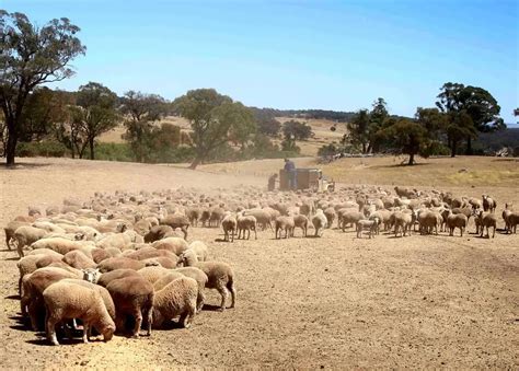 Castration Of Bulls Methods Necessary Tools Algorithm For The Procedure And Recommendations