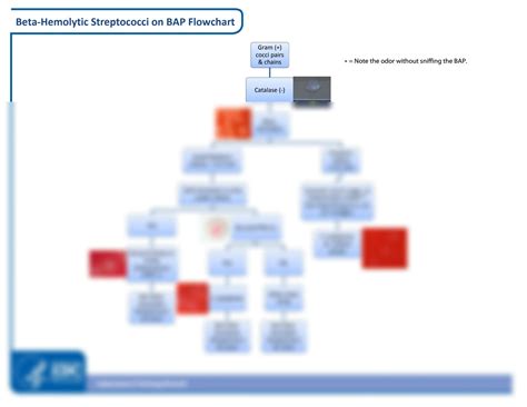 Solution Beta Hemolytic Streptococci On Bap Flow Chart Studypool