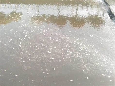 溶氧量偏低 梧棲大排又見魚群暴斃 生活 中時