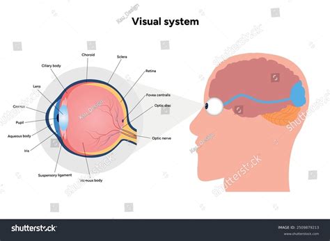 Suprachiasmatic Nucleus Hypothalamus Human Visual System Stock Vector Royalty Free 2509879213