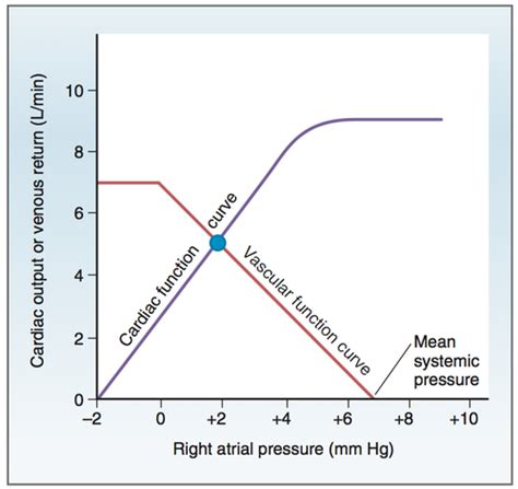 Relationship Between Cardiac Output And Venous Return Flashcards Quizlet
