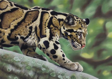 Clouded Leopard Wallpaper
