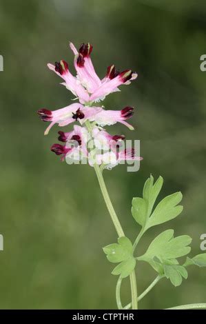 Pink Flowers Of Common Fumitory Fumaria Officinalis In A Field