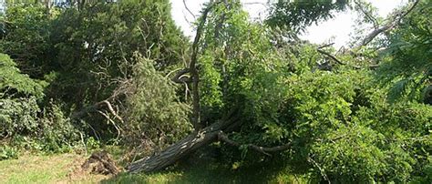 What Is The Difference Between Black Locust And Honey Locust Trees